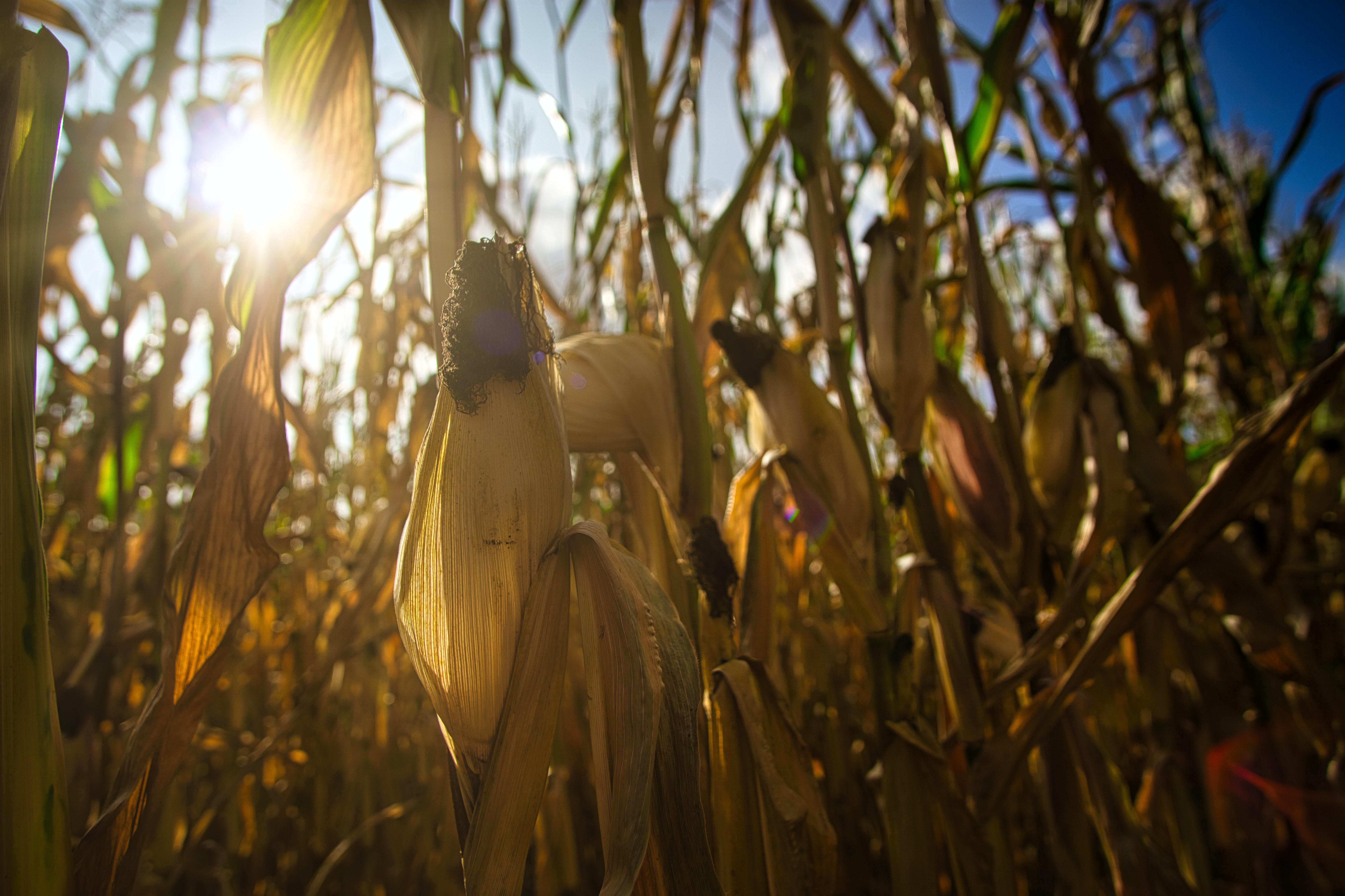 Maize | Commodity | Food Security Portal