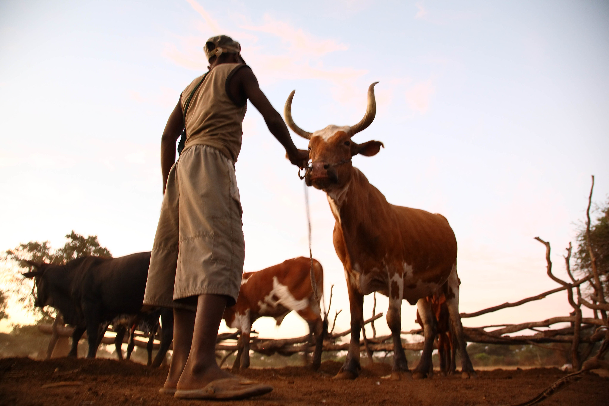 The Quest for Safer Foods: COVID-19 and Dairy Value Chains in Ethiopia ...