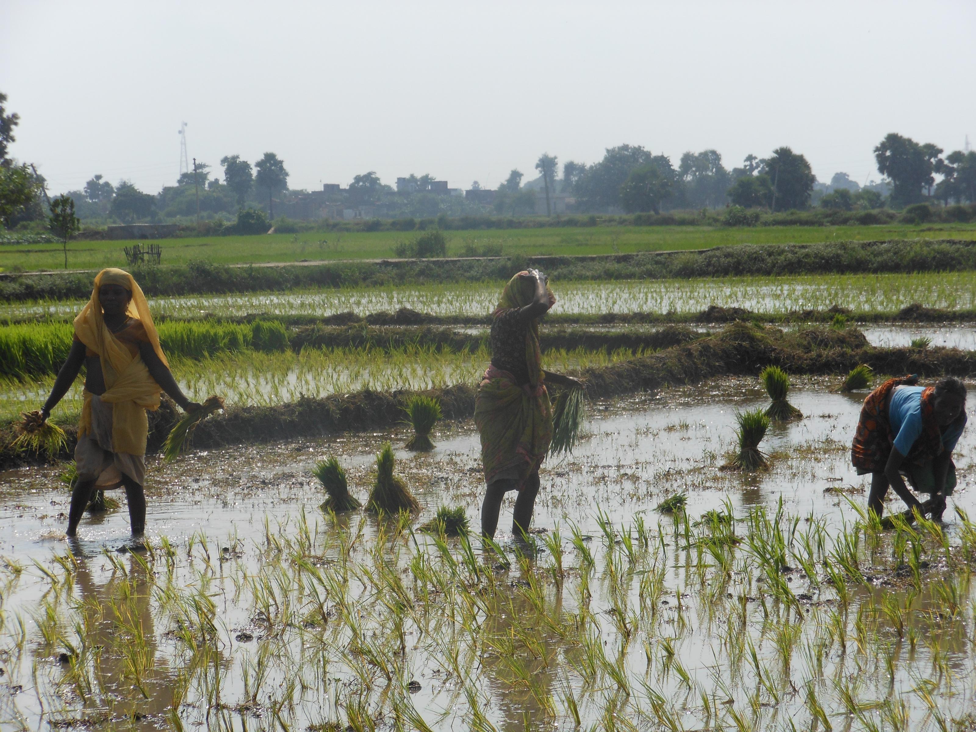 The State of Food Security in the World | Food Security Portal