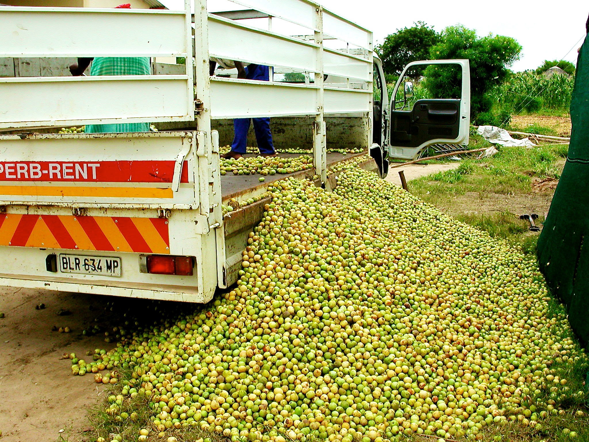 Better Measurement Needed to Track Reality of Food Loss | Food Security ...