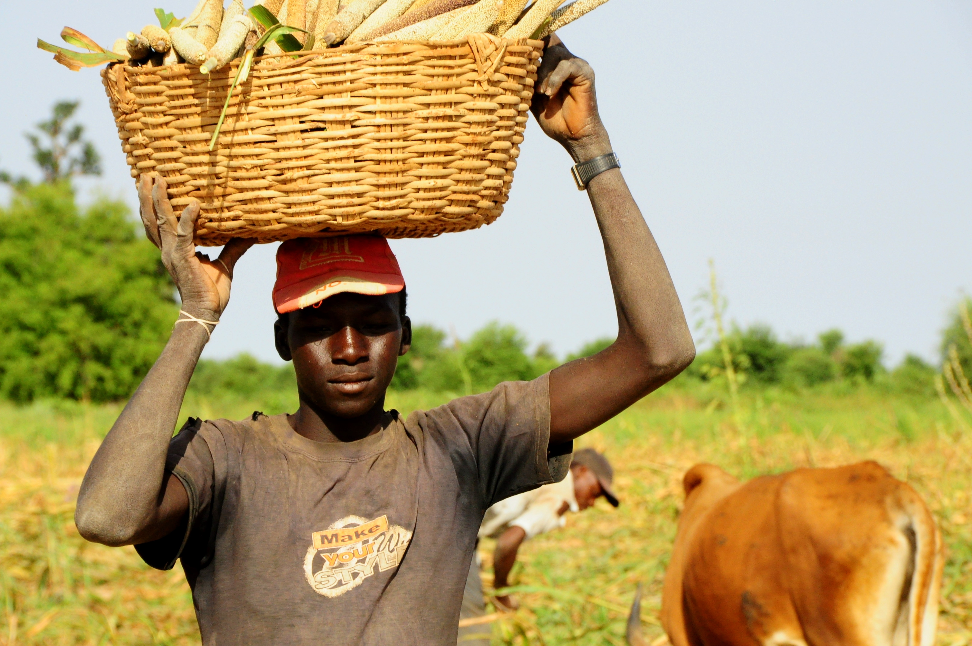 Huge Opportunities for African Agriculture - But Long Road Ahead | Food ...