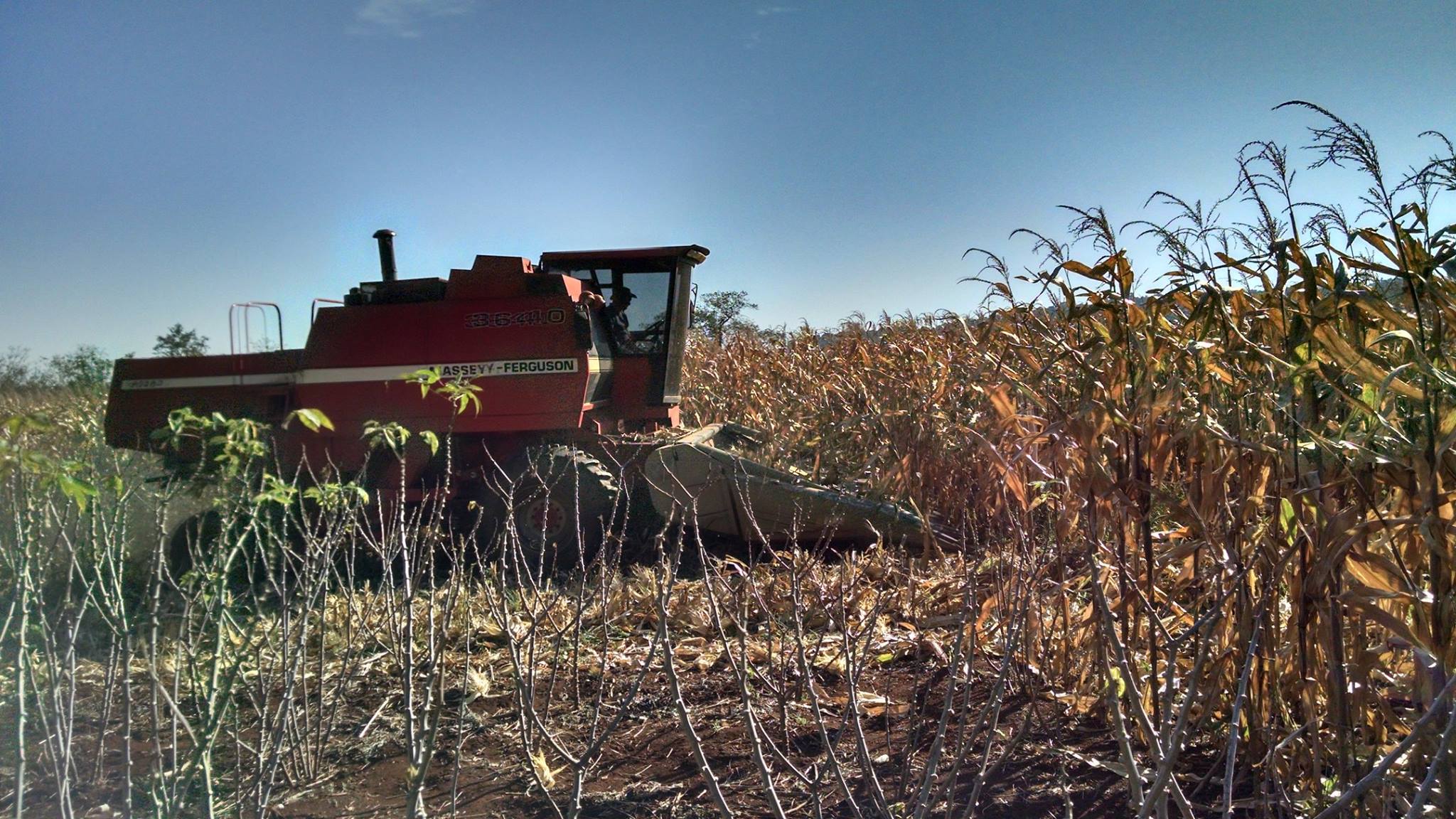 Monthly News Report on Grains: Currency fluctuations predicted to ...