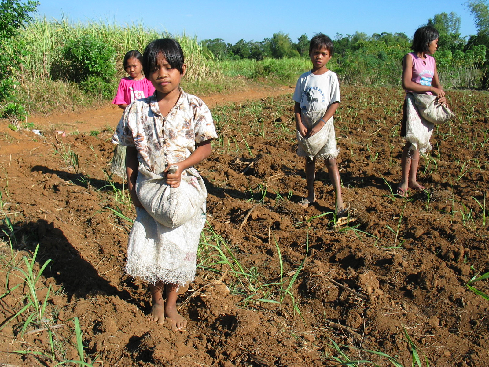 Conference: Challenges of eliminating child labor in agriculture and ...
