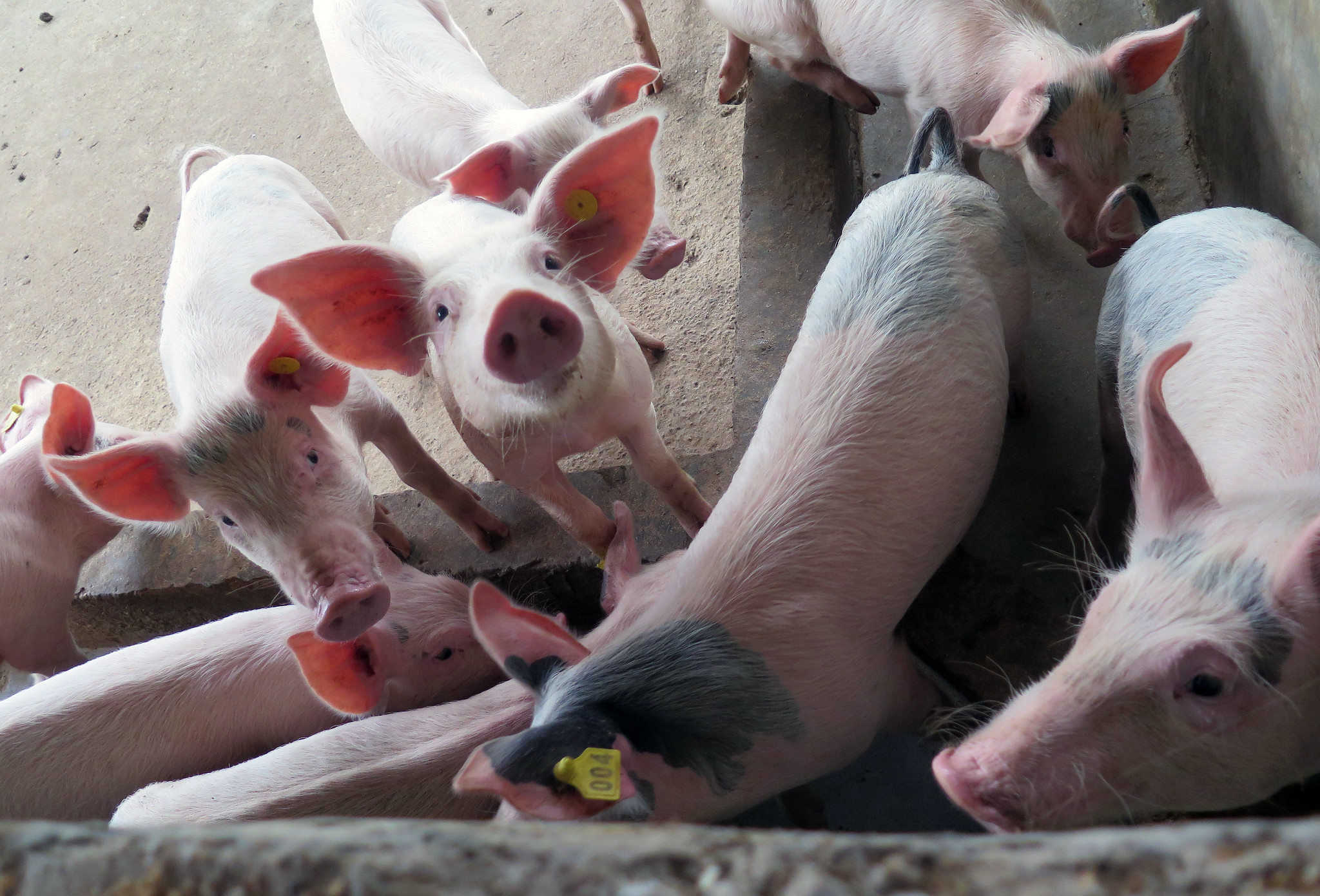 Food security and economic impacts of African swine fever: New FSP tool ...