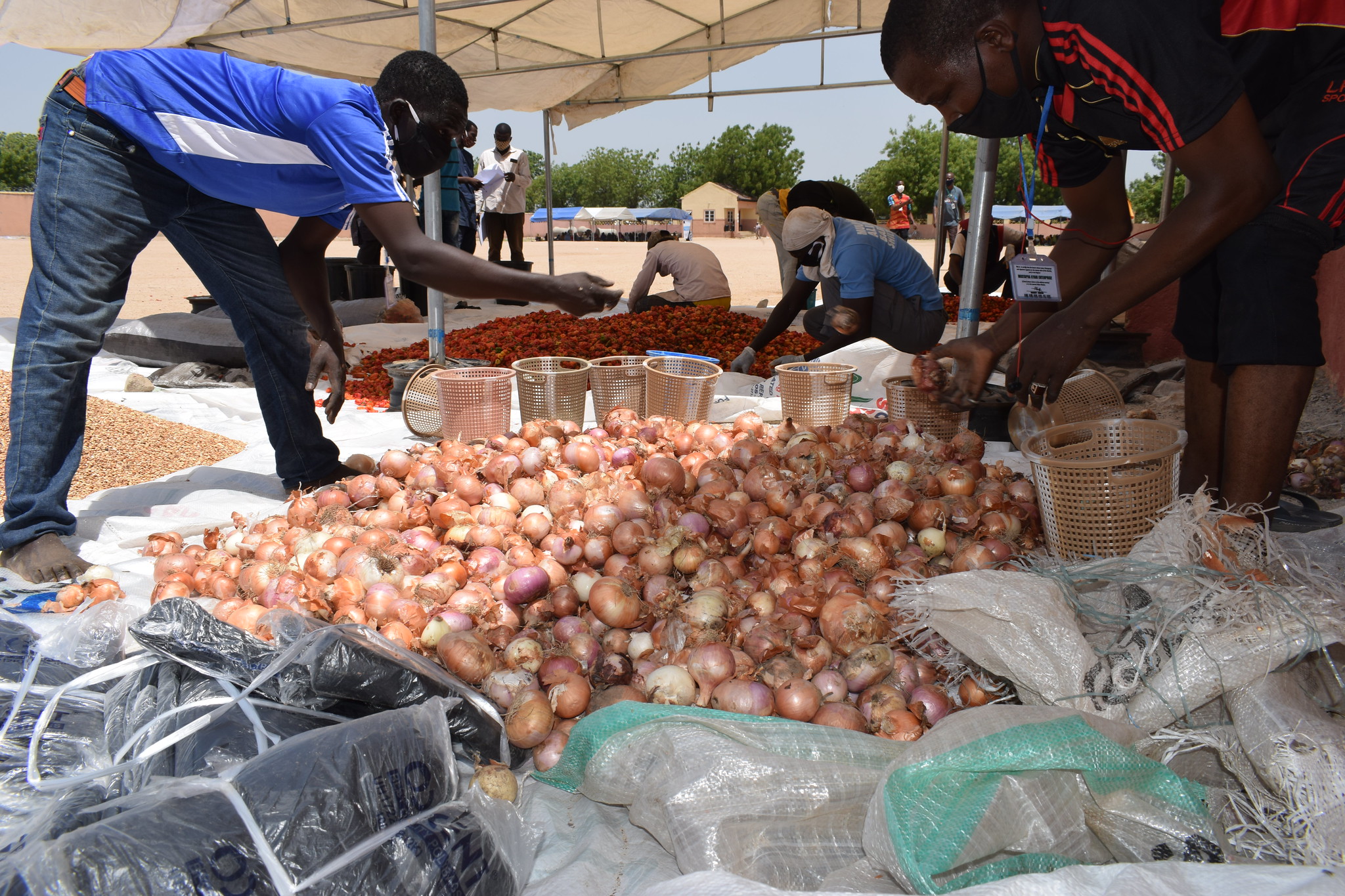 Responding to Food System Disruptions: Lessons Learned from a Global ...