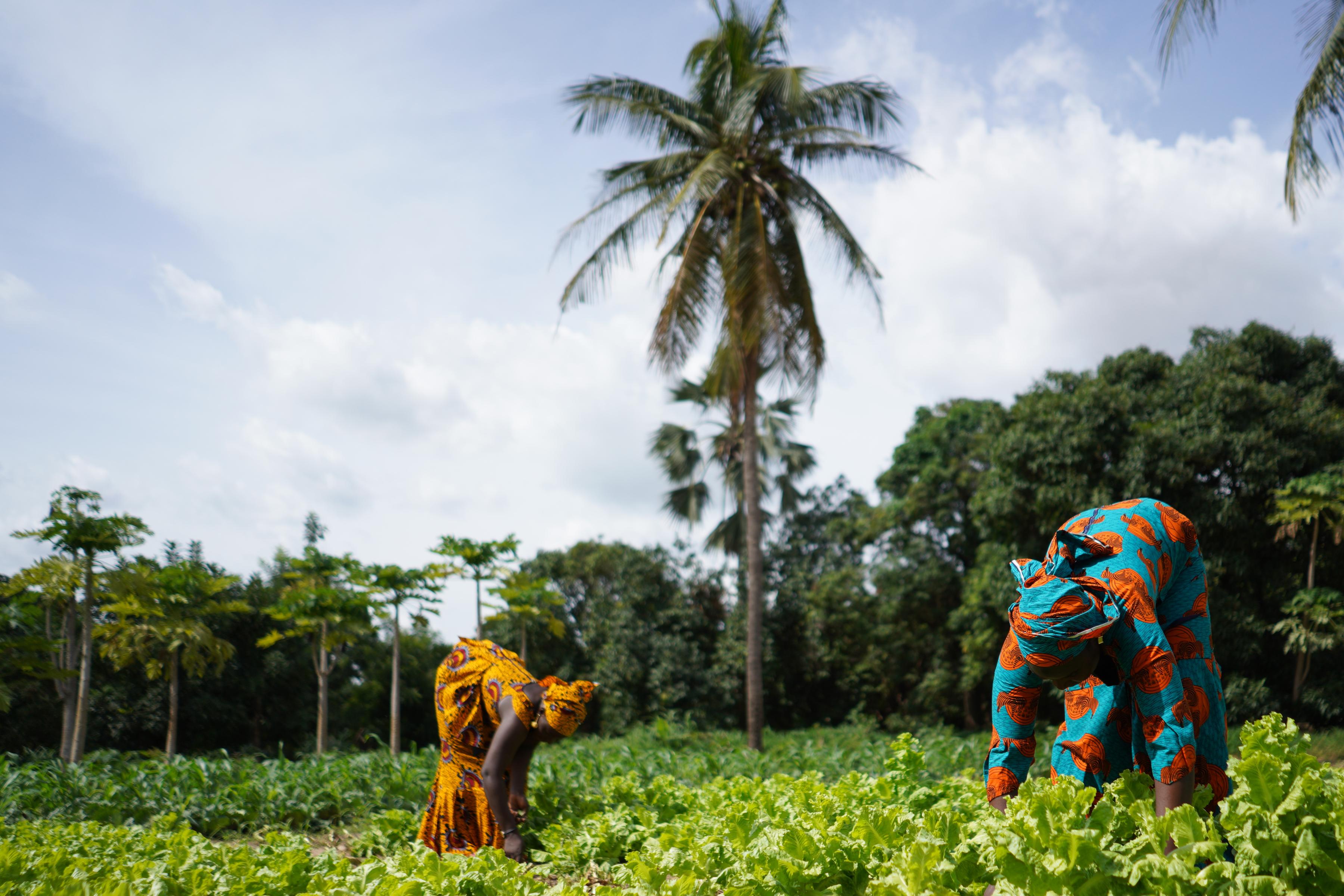 Who’s afraid of high fertilizer prices? | Food Security Portal